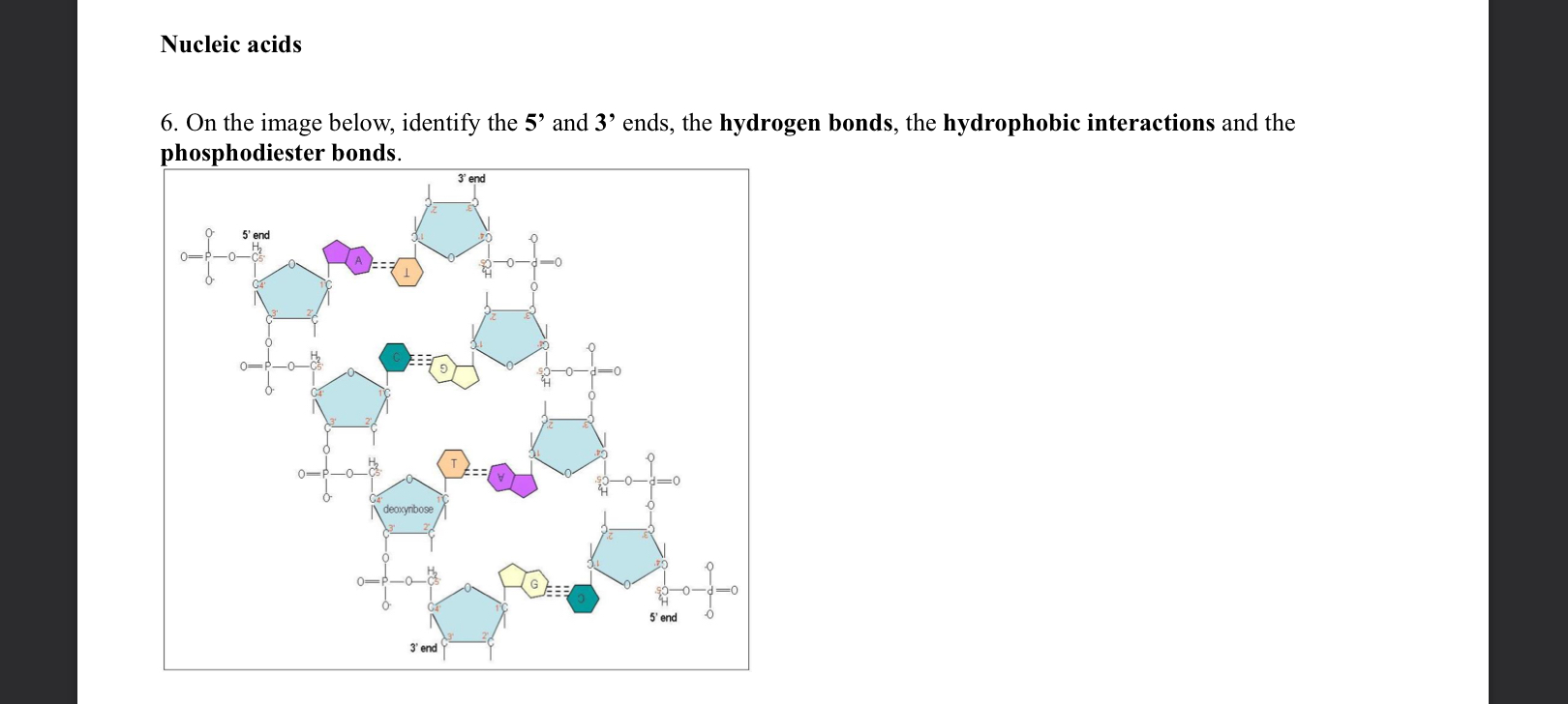 Solved 6. On the image below, identify the 5′ and 3′ ends, | Chegg.com