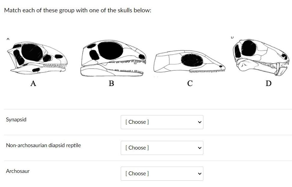 Solved Match each of these group with one of the skulls | Chegg.com