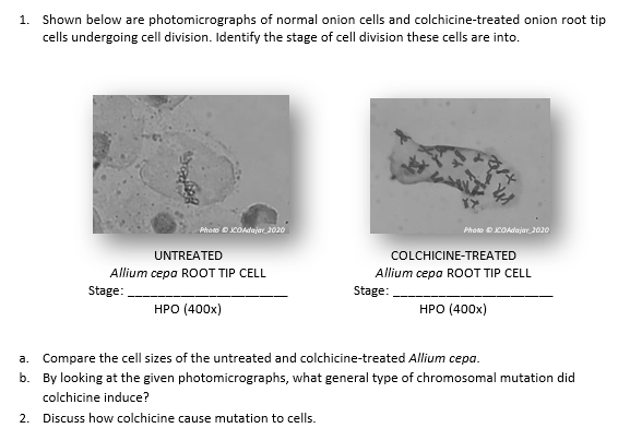 Solved 1. Shown below are photomicrographs of normal onion | Chegg.com