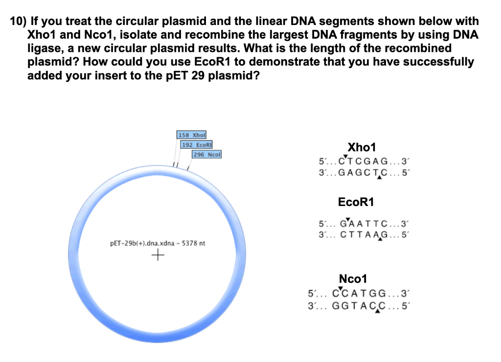 Solved 10) If you treat the circular plasmid and the linear | Chegg.com