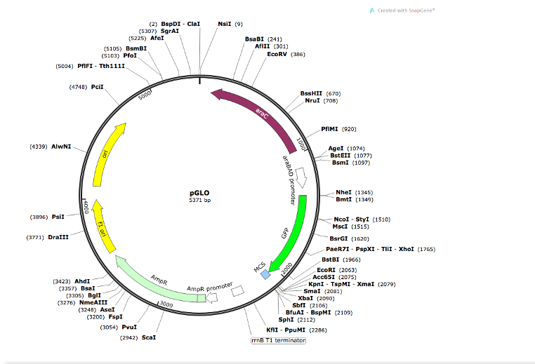 Solved In the following plasmid map, that is used to | Chegg.com