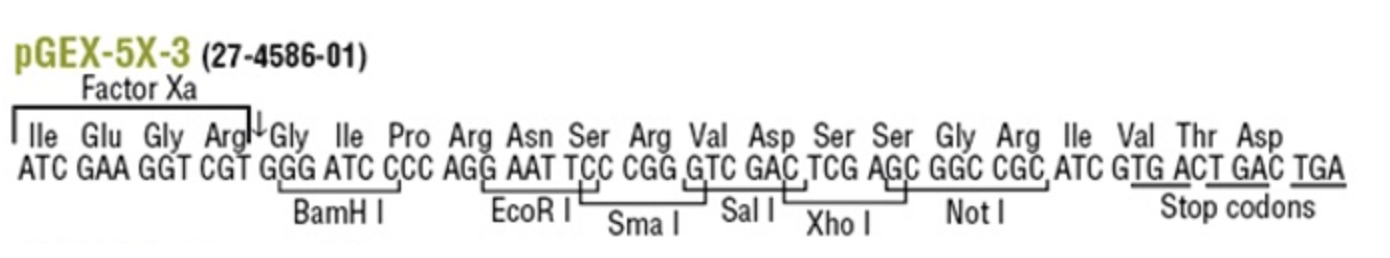 Solved How many nucleotide(s) should you add to your forward | Chegg.com