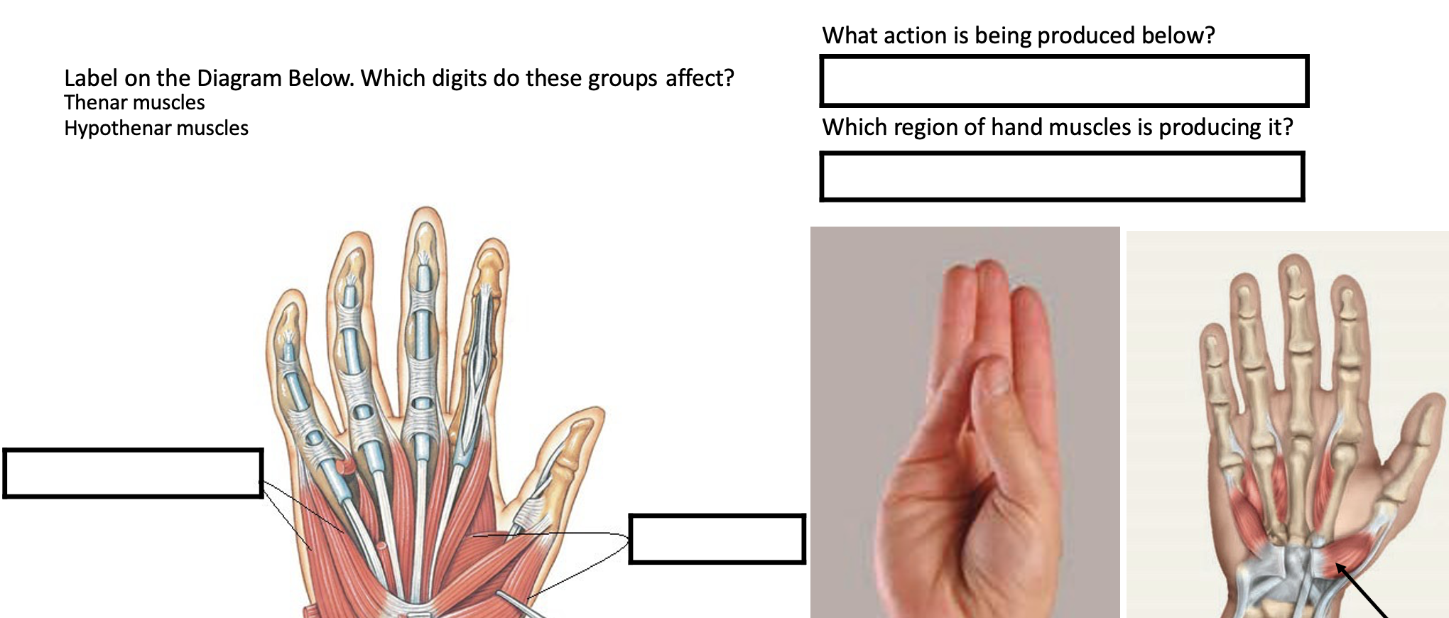 Solved What action is being produced below? Label on the | Chegg.com
