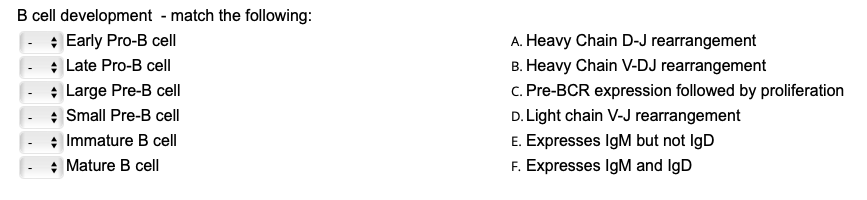 Solved B cell development - match the following: Early Pro-B | Chegg.com