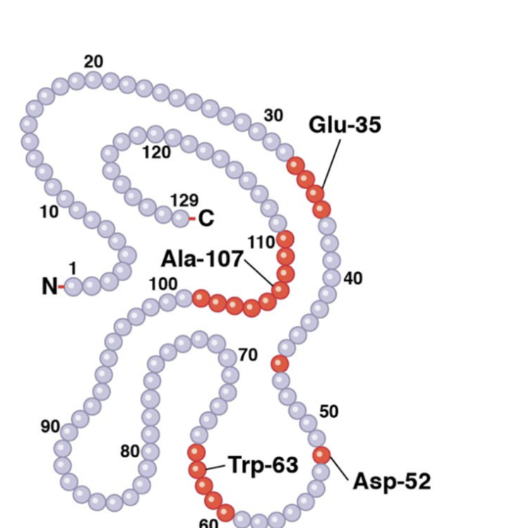 Solved The polypeptide chain shown above is that of an | Chegg.com