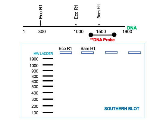 Solved In A Restriction Mapping Experiment A 1900 Dna 1488