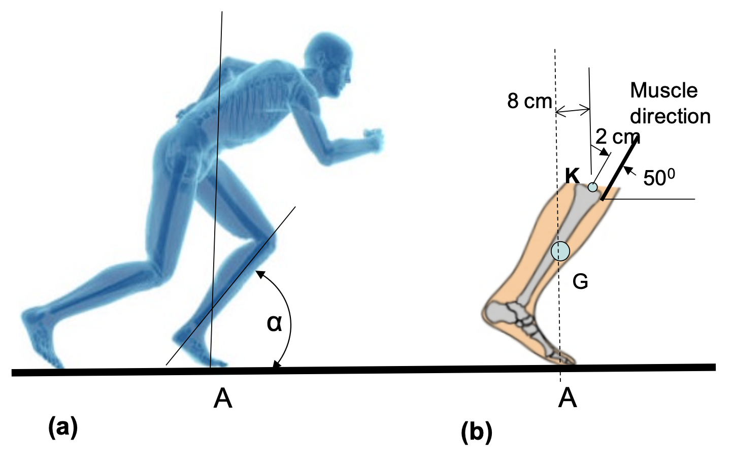 Solved A man is preparing to run in a static position as | Chegg.com