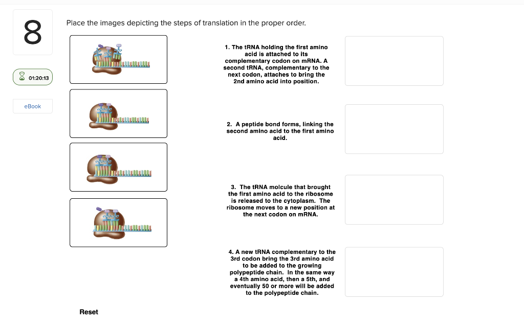 Solved Place the images depicting the steps of translation | Chegg.com