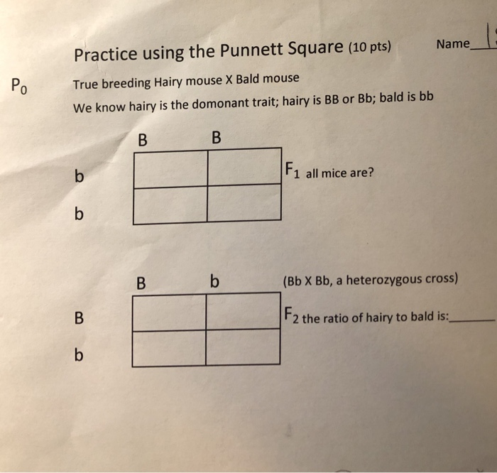 Solved Practice using the Punnett Square (10 pts) Name True | Chegg.com