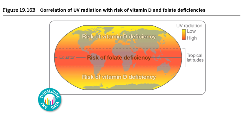 Solved Figure 19.16B Correlation of UV radiation with risk | Chegg.com