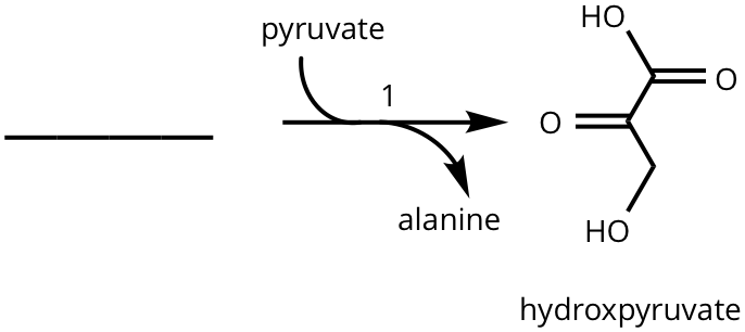 Solved Some amino acids can participate in other | Chegg.com