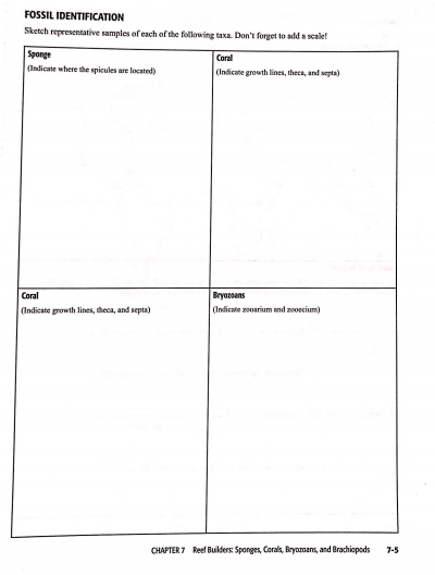 Solved FOSSIL IDENTIFICATION Sketch representative samples | Chegg.com