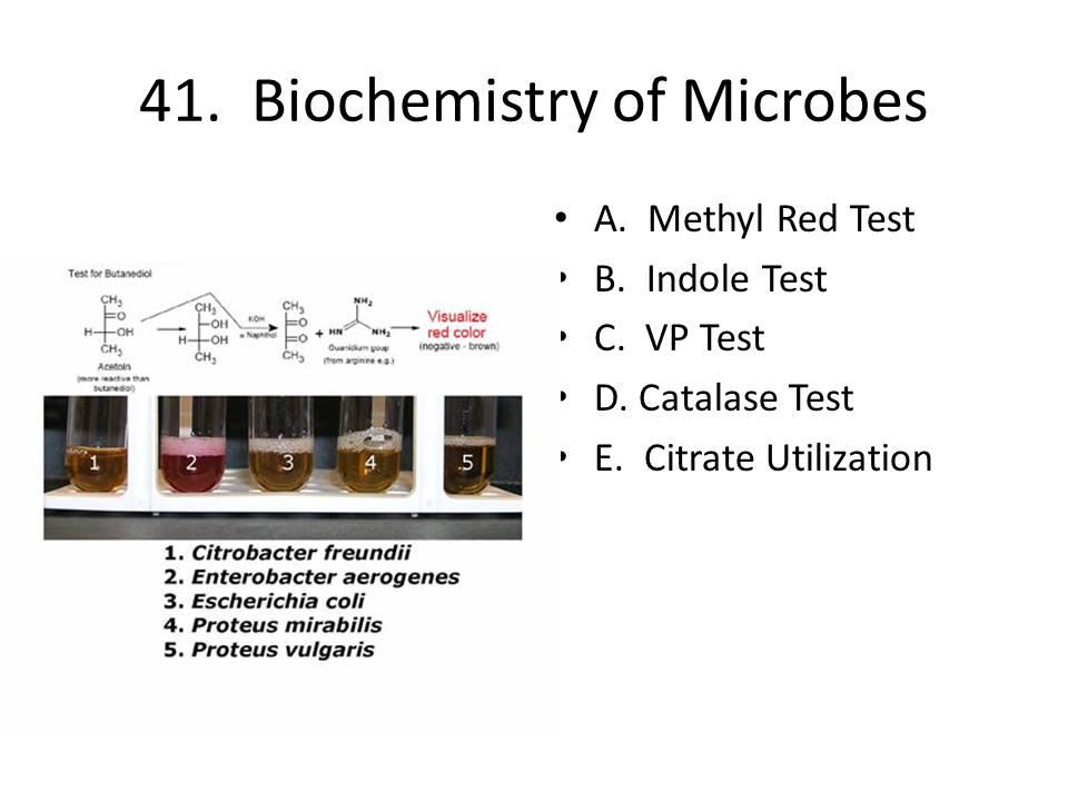 Solved Catalase Test Citrate Utilization VP Test | Chegg.com