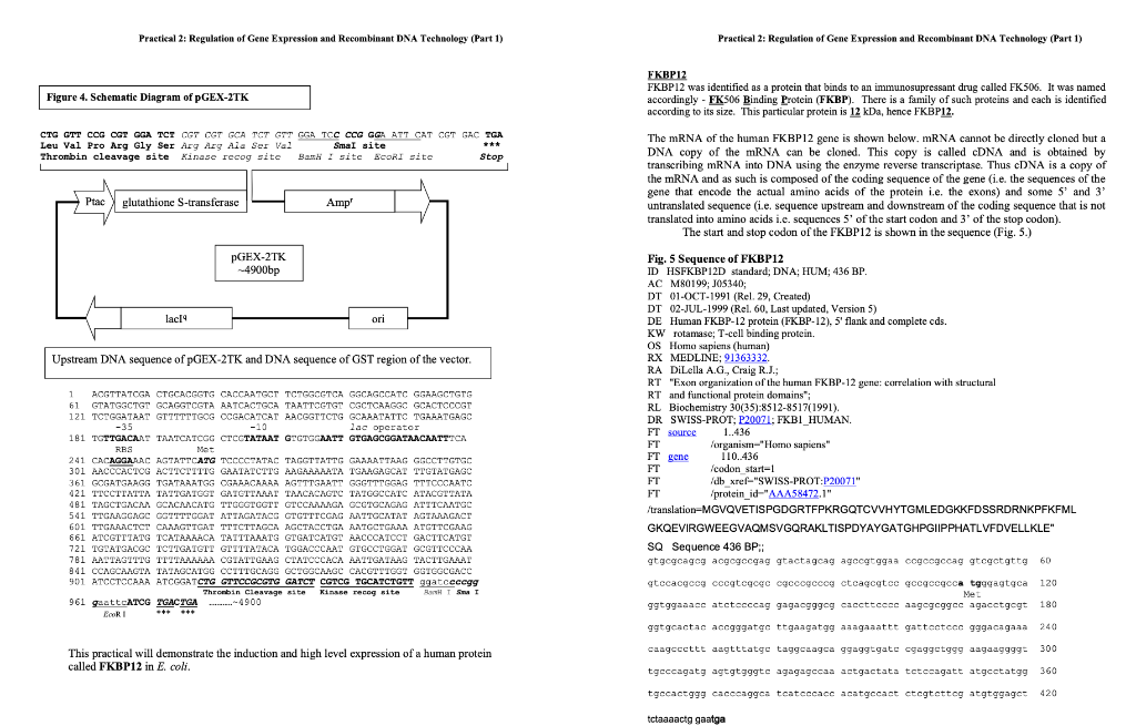 Solved Practical 2: Regulation of Gene Expression and | Chegg.com