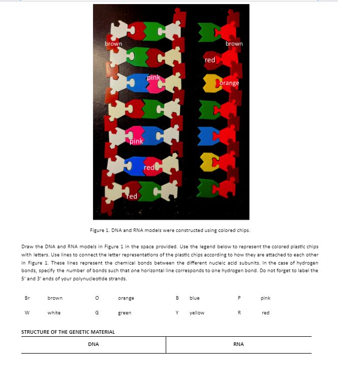 Solved Figure 1. DNA and RNA models were constructed using | Chegg.com