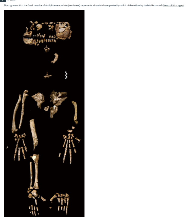 Solved The Argument That The Fossil Remains Of Ardipithecus