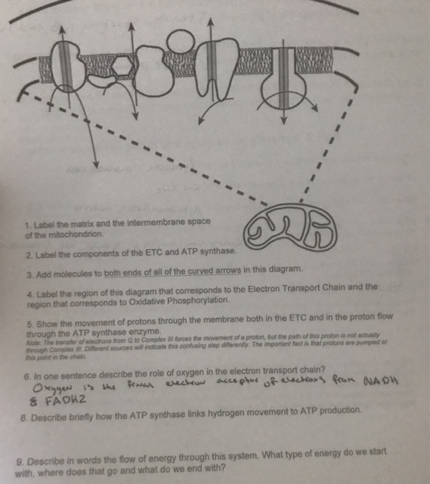 Solved 1. Label the matrix and the intermembrane space of | Chegg.com