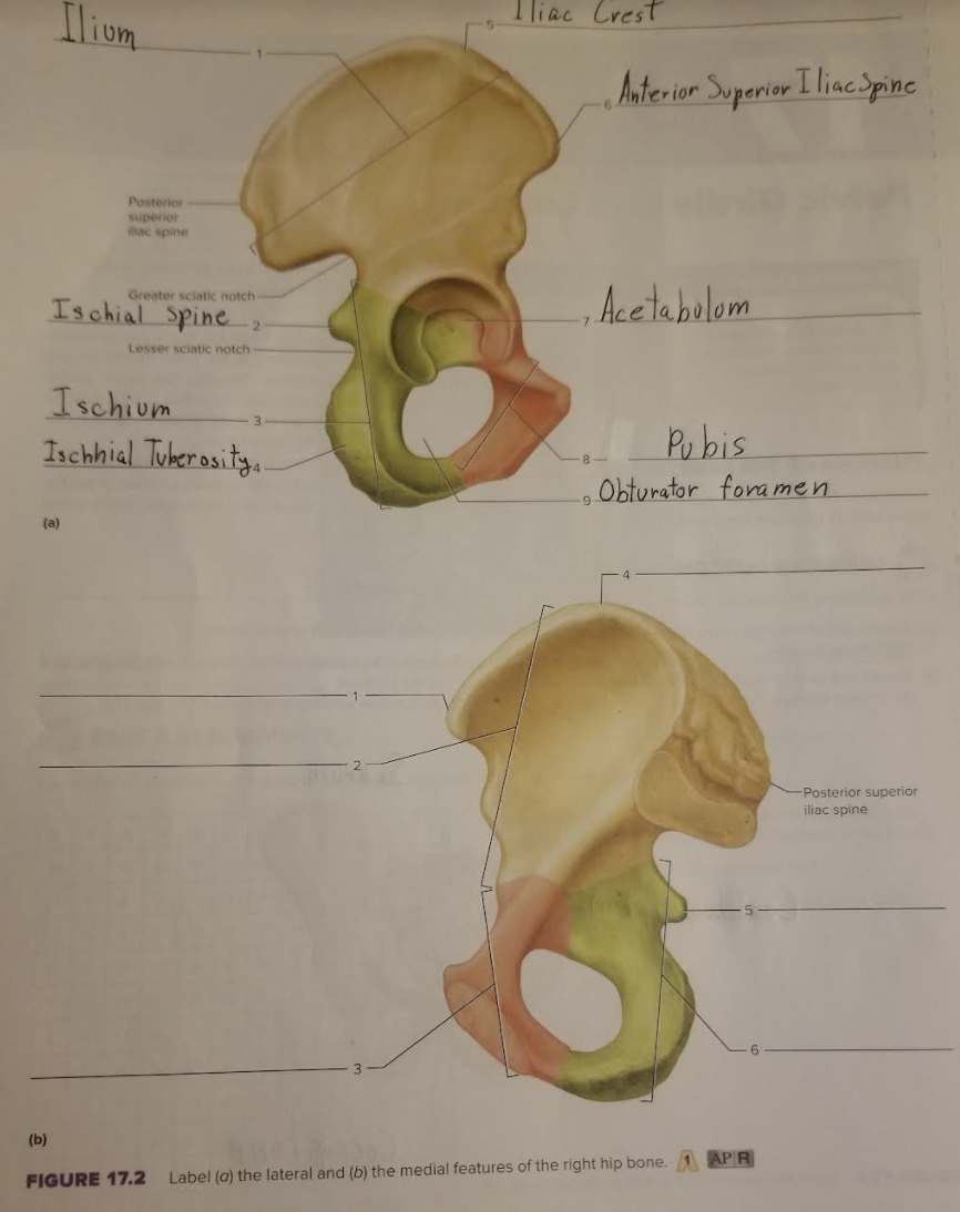 Solved 17.2 Label (a) the lateral and (b) the medial | Chegg.com