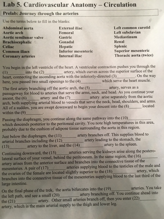 Solved Lab 5. Cardiovascular Anatomy- Circulation Prelab: | Chegg.com