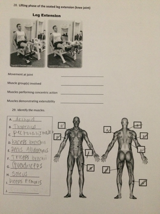 Solved 28. Lifting phase of the seated leg extension (knee | Chegg.com