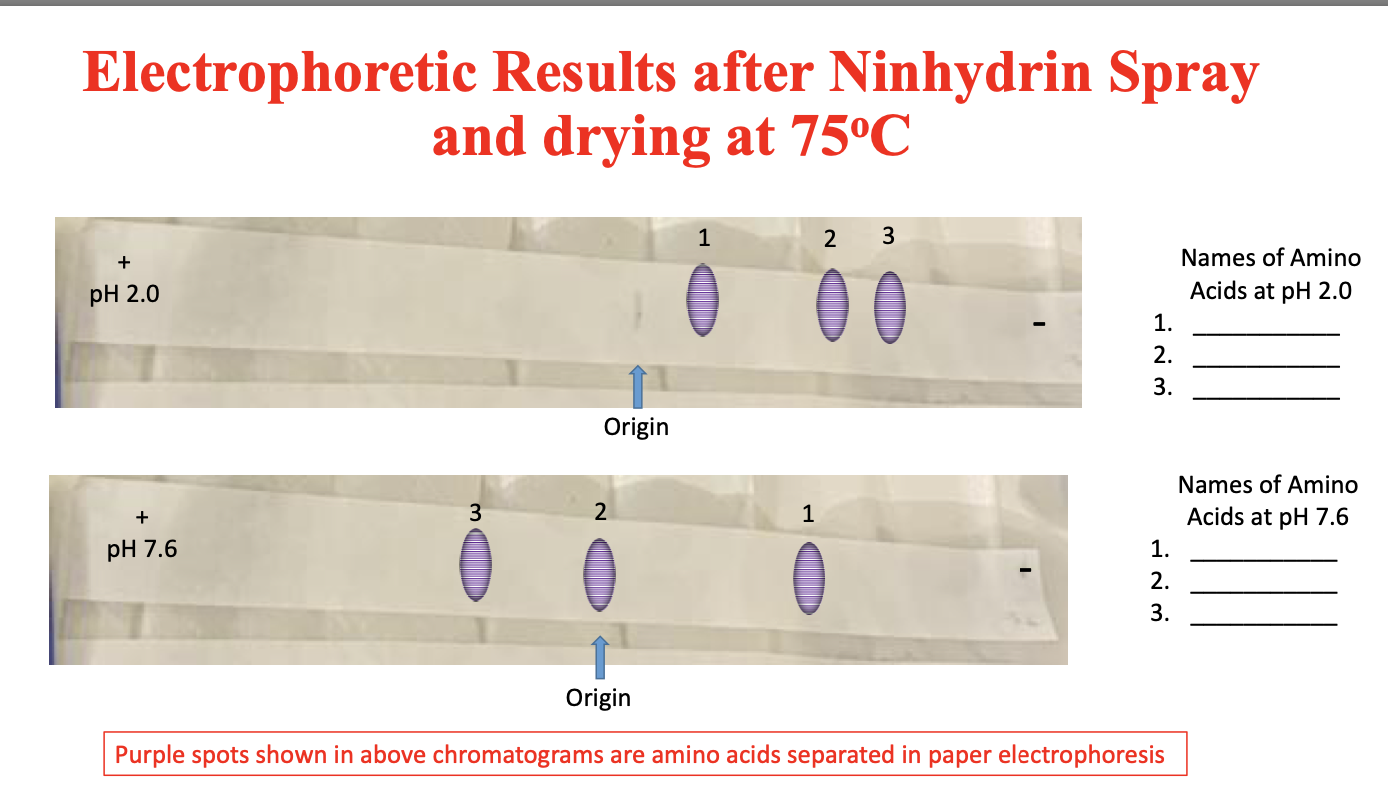 Solved Electrophoretic Results after Ninhydrin Spray and | Chegg.com