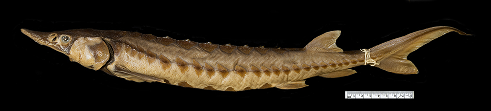 Solved DirectionsTo begin, examine the general | Chegg.com