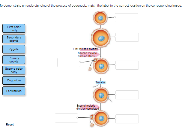 Solved To demonstrate an understanding of the process of | Chegg.com