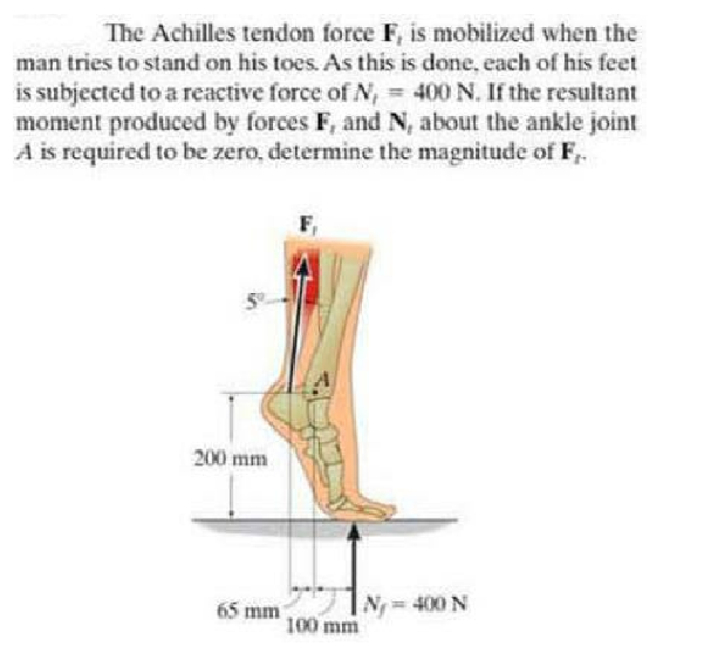 Solved The Achilles tendon force F, is mobilized when the | Chegg.com