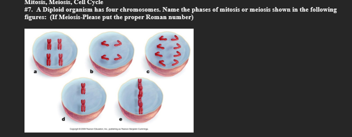 Solved Mitosis, Meiosis, Cell Cycle#7. ﻿A Diploid organism | Chegg.com