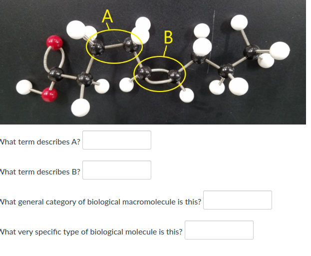 Vhat term describes A ? Vhat term describes B? Vhat | Chegg.com