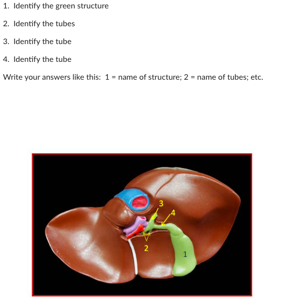 Solved 1. Identify the green structure 2. Identify the tubes | Chegg.com Solved 1. Identify the green structure 2. Identify the tubes | Chegg.com