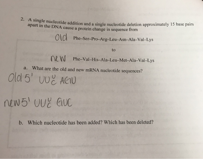 Solved 2. A single nucleotide addition and a single | Chegg.com