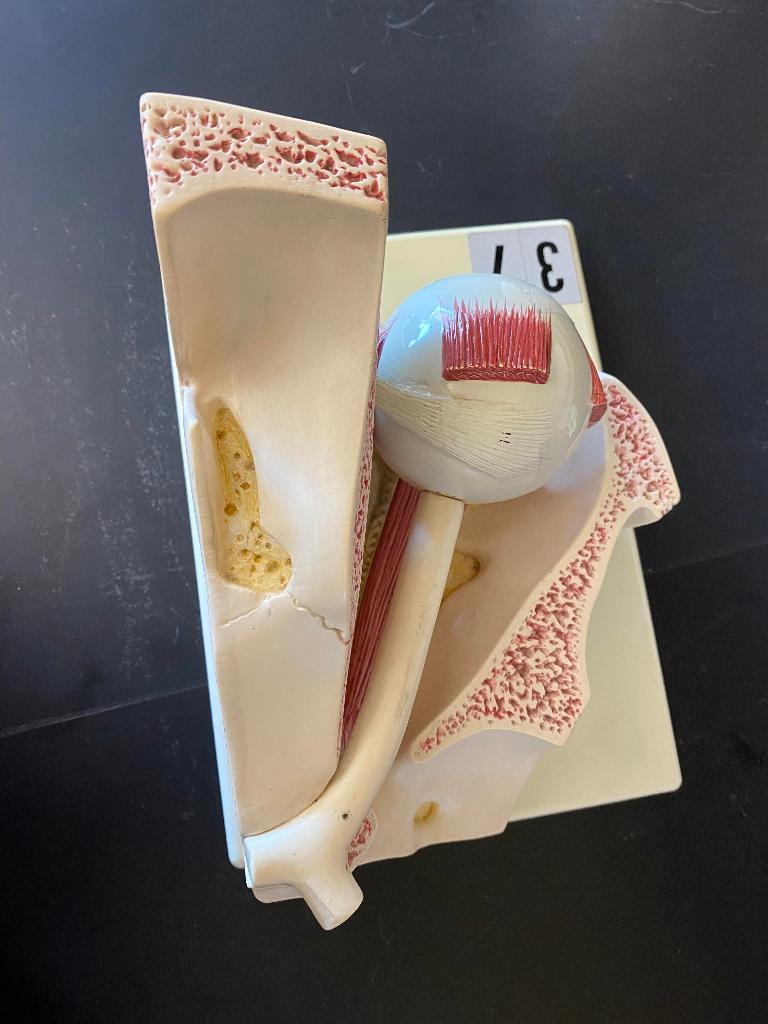 Solved Please help me to label ethmoid bone ( crista galli, | Chegg.com
