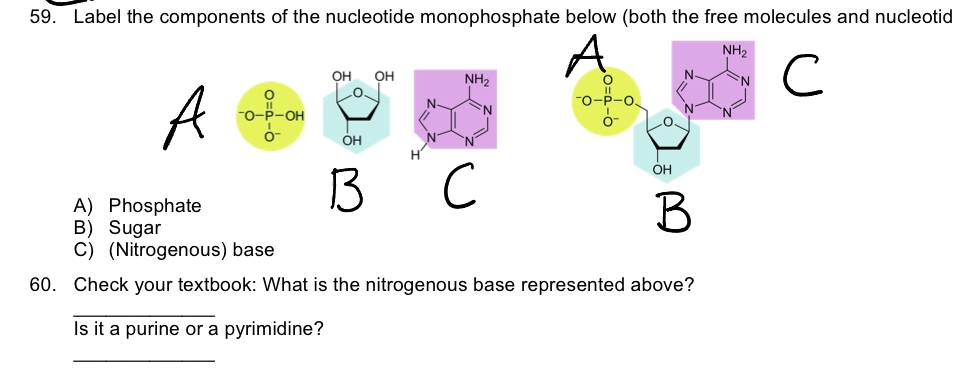 Solved Label the components of the nucleotide monophosphate | Chegg.com