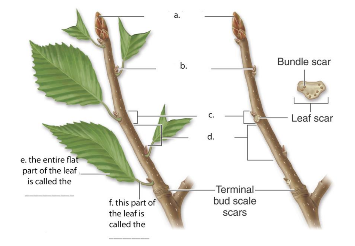Solved Biology Question: Identify A through F of the cross | Chegg.com