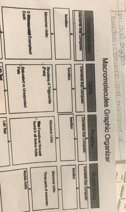 Macromolecules Graphic Organizer