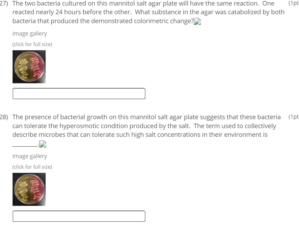 Solved (1 pt 27) The two bacteria cultured on this mannitol | Chegg.com