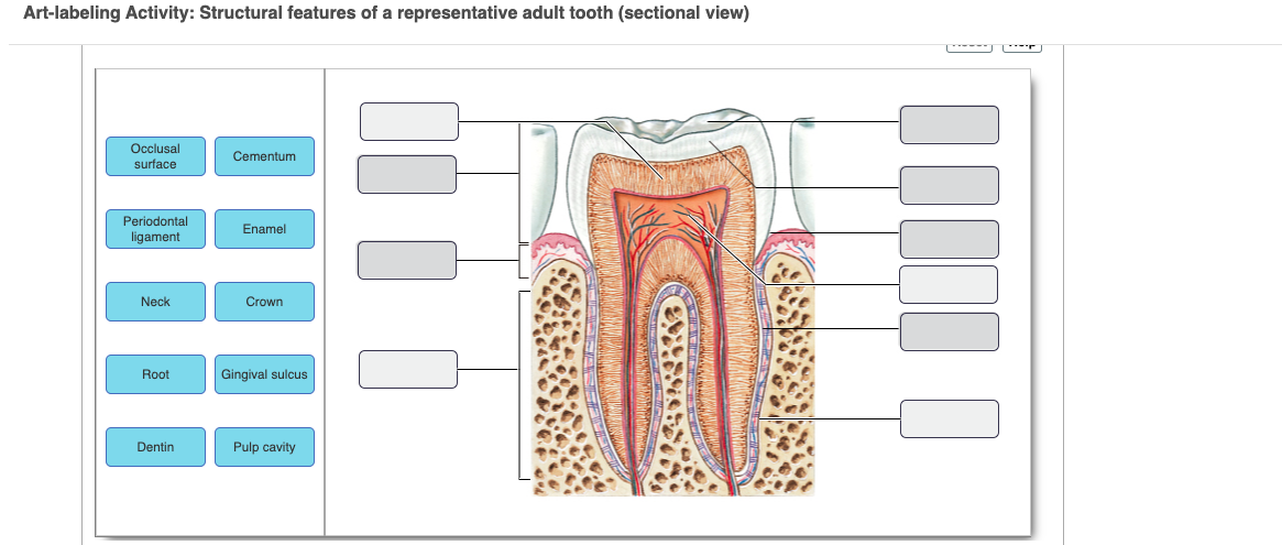 Solved Art-labeling Activity: Structural features of a | Chegg.com Solved Art-labeling Activity: Structural features of a | Chegg.com