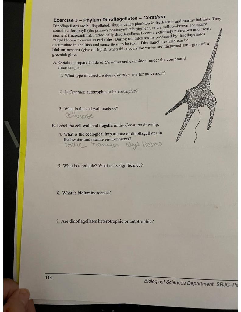 Solved Exercise 3 - Phylum Dinoflagellates - Ceratium | Chegg.com