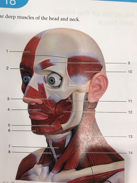Solved e deep muscles of the head and neck 2 ー10 0 4 12 5 6 | Chegg.com