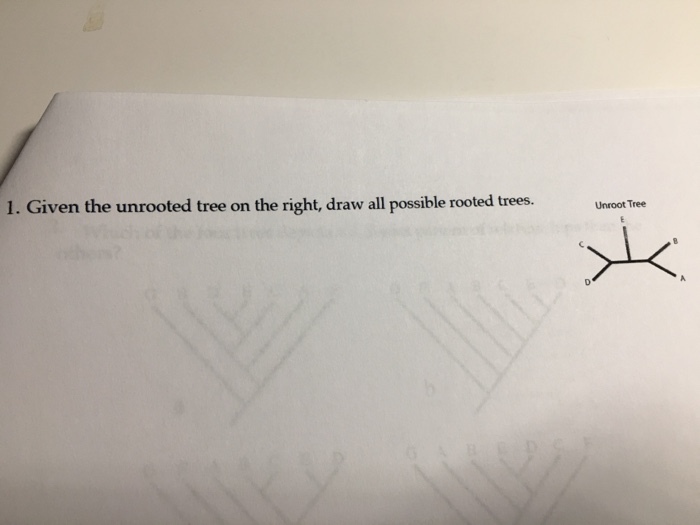 Solved 1. Given the unrooted tree on the right, draw all | Chegg.com