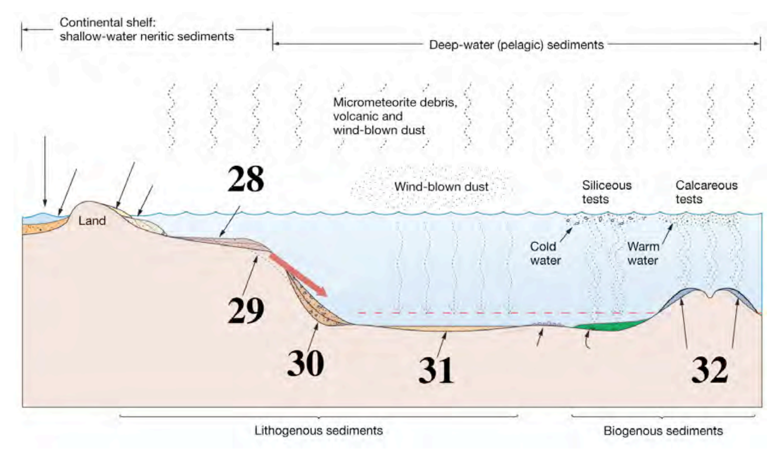 Solved Continental shelf: shallow-water neritic sediments | Chegg.com