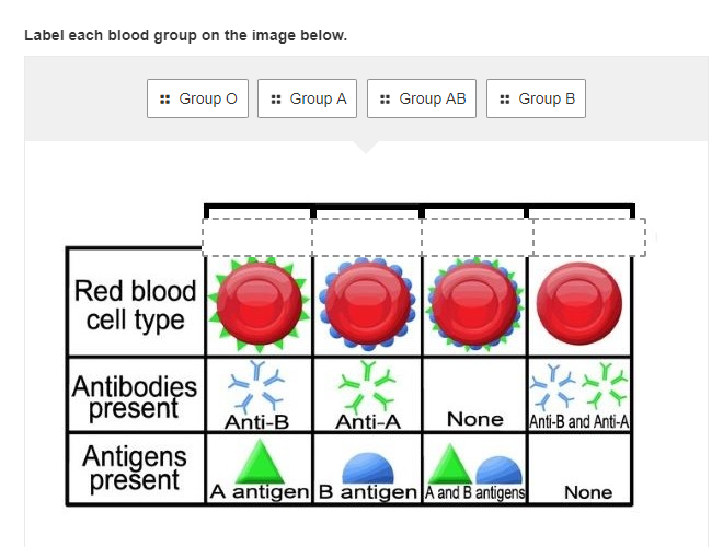 Solved Label each blood group on the image below. | Chegg.com