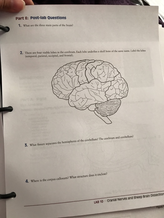 Solved Part E: Post-lab Questions 1. What are the three main | Chegg.com