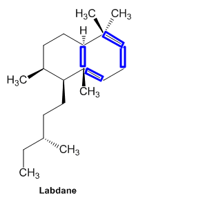 Solved Labdane is a diterpenoid consisting of 4 isoprene | Chegg.com