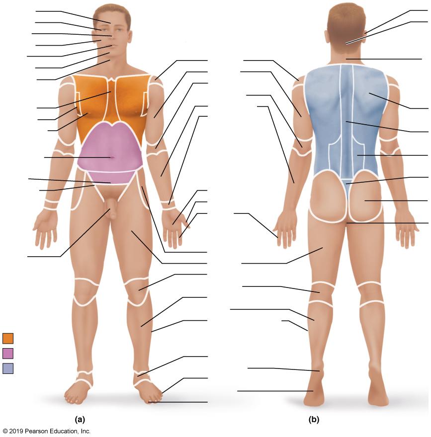 Solved Label the following diagram. | Chegg.com