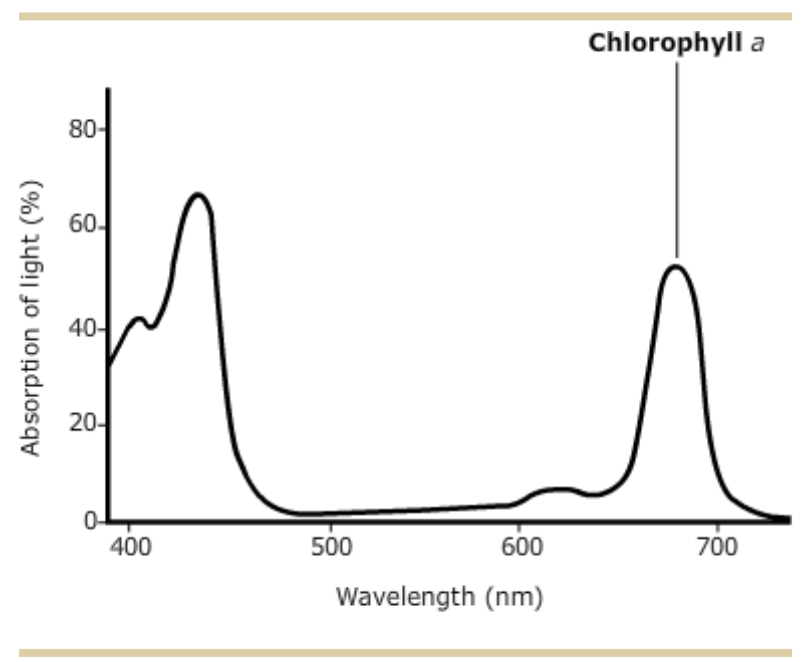 Solved 2. How absorption and action spectra are related | Chegg.com