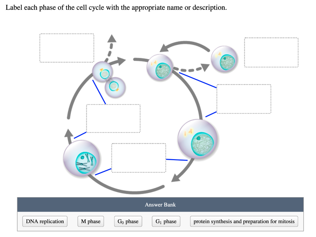 Solved Label each phase of the cell cycle with the | Chegg.com