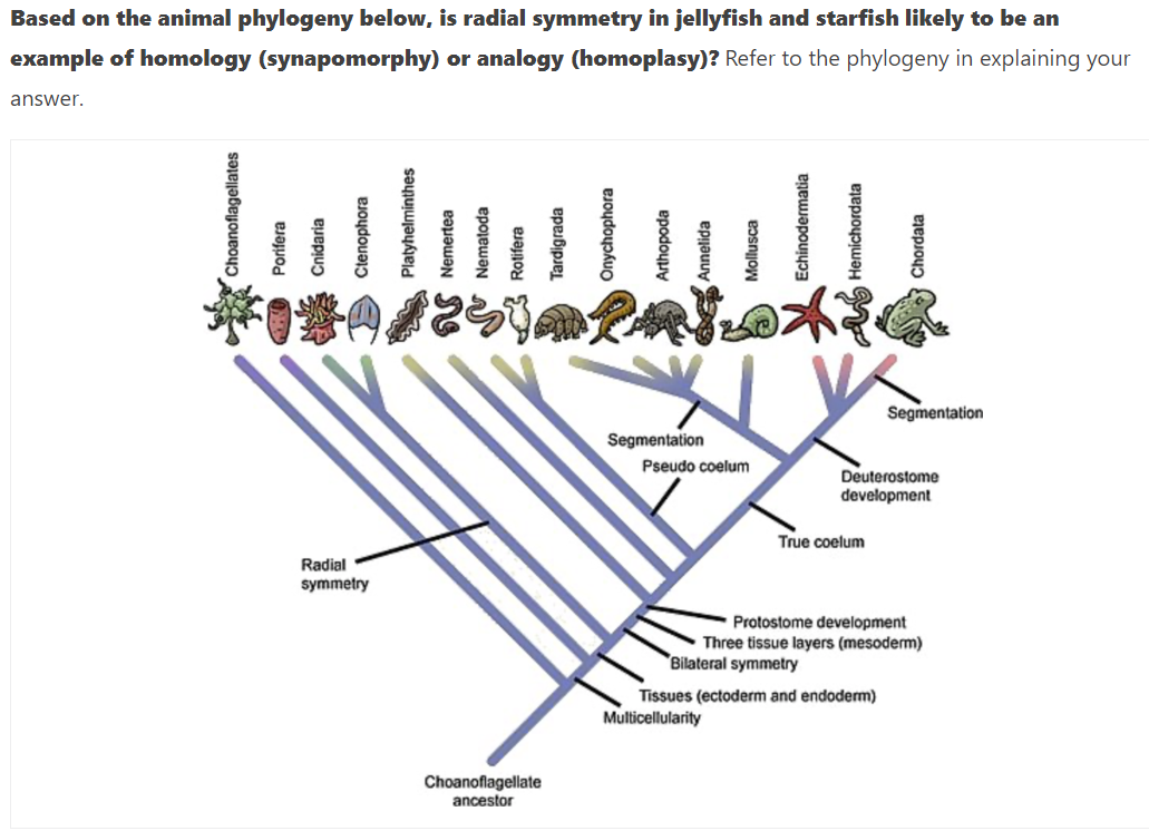 Solved Starfish - phylum Echinodermata (above left) - and | Chegg.com