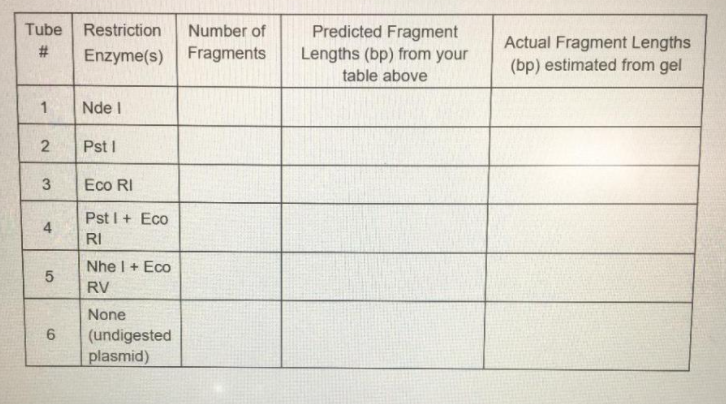 Solved 1. Summarize your restriction digest results on the | Chegg.com